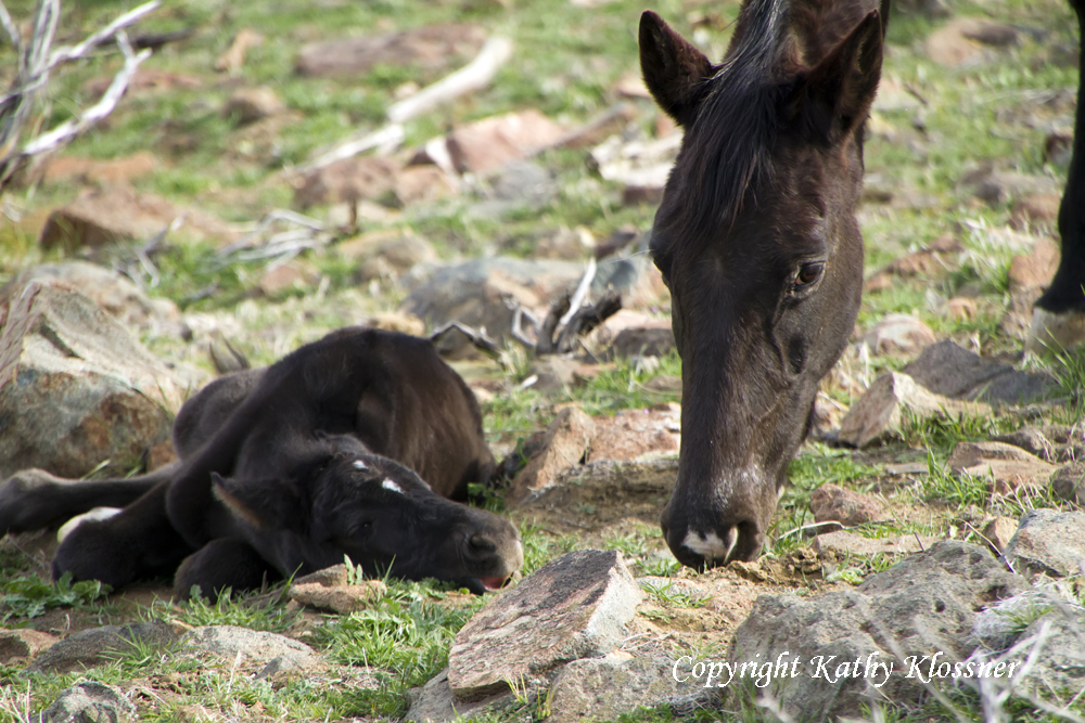 Anti-Premarin - Saving Horses and Educating Women
