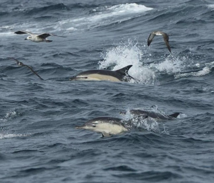 Blue Ocean Institute's Sea to Table Program